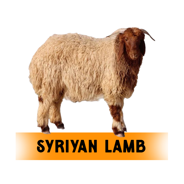 Syrian Lamb Dubai | Halal, Grass-Fed & Tender – Narmo Meat
