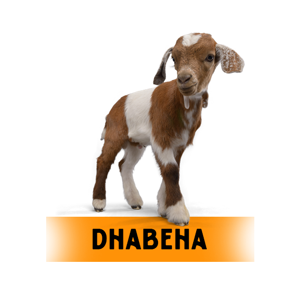 Fresh Dabeha Meat Dubai | Halal & Daily-Slaughtered – Narmo Meat